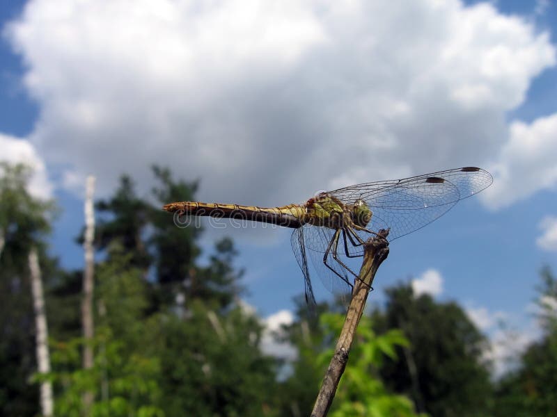 Small dragonfly stock image. Image of forest, cloud, flora - 13341149
