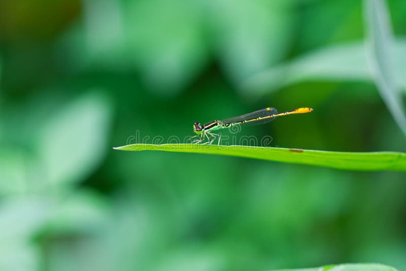 Red dragonfly stock photo. Image of tree, nature, striped - 23495054