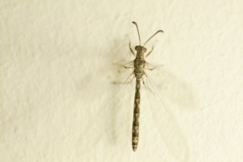 Small Dragonfly Picture. Image: 8671475