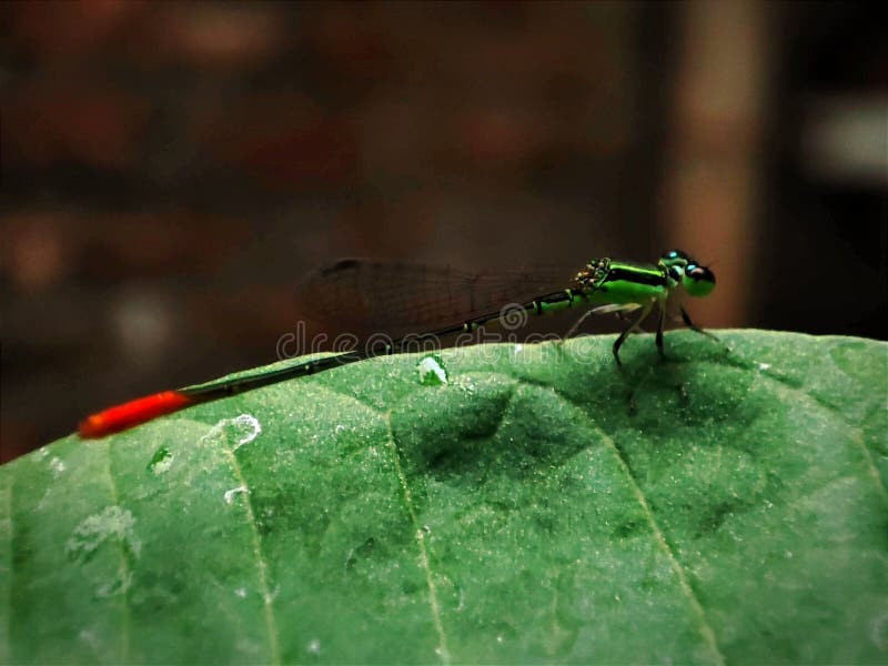 Bright Red Tailed Dragonfly Stock Image - Image of insect, nature ...