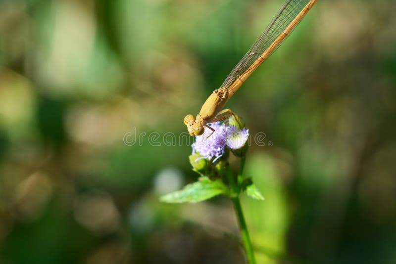 Small dragonfly stock image. Image of leaf, dragonfly - 49528807