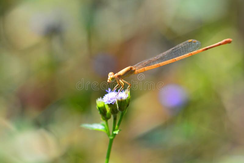 Small dragonfly stock photo. Image of damselfly, flower - 49528856