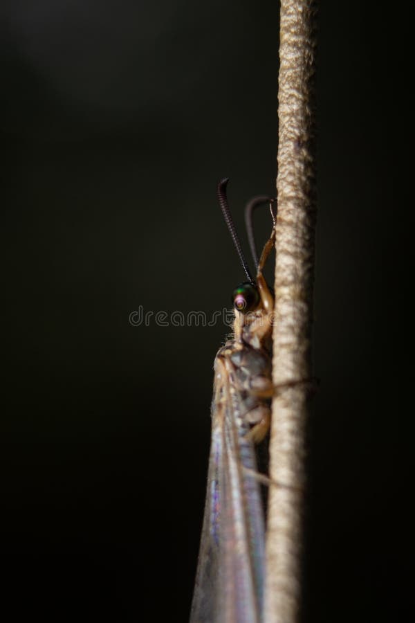 Small Dragonfly Close Up Macro Shot with Selective Focus and Isolated ...