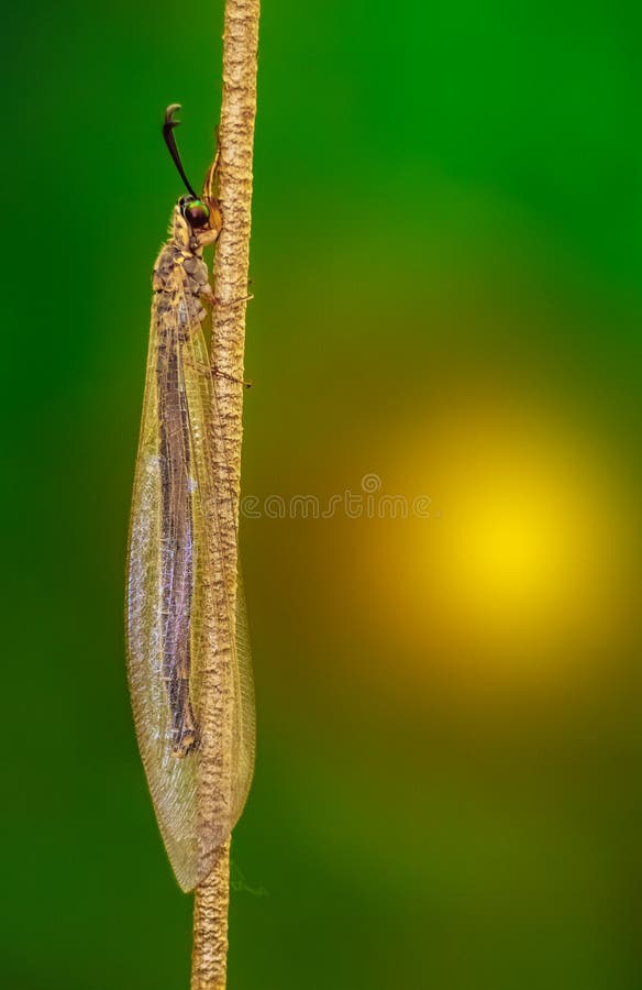 Small Dragonfly Close Up Macro Shot with Selective Focus and Isolated ...