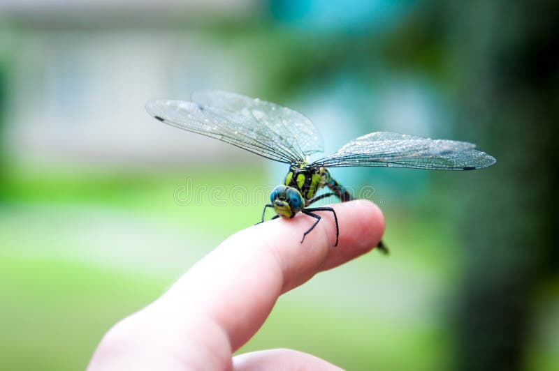 1,460 Dragonfly Hand Stock Photos - Free & Royalty-Free Stock Photos ...