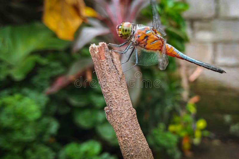 A Small Dragonfly Perched on the Branch Stock Photo - Image of ...