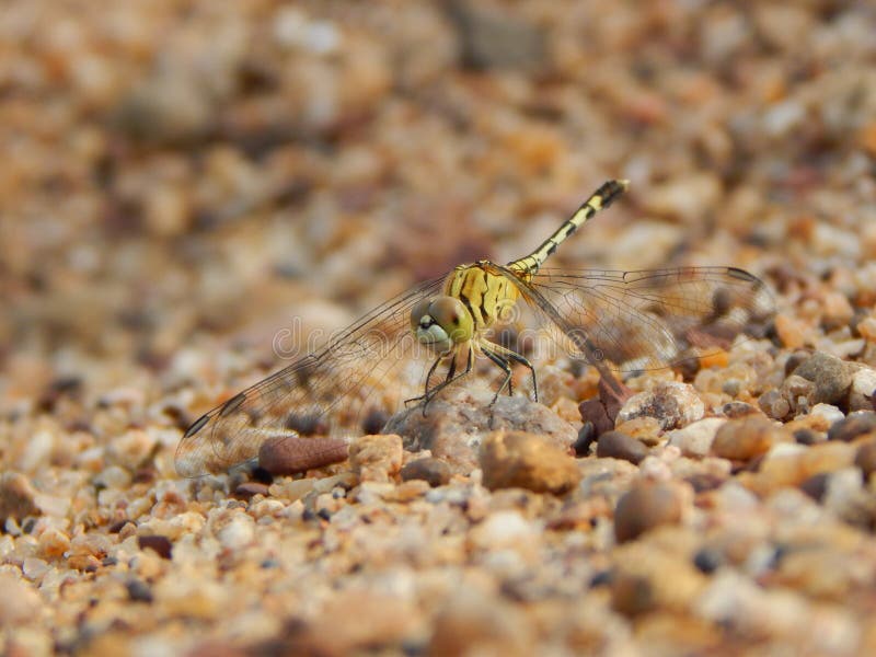 Small Dragonfly stock photo. Image of angle, sitting - 170979826