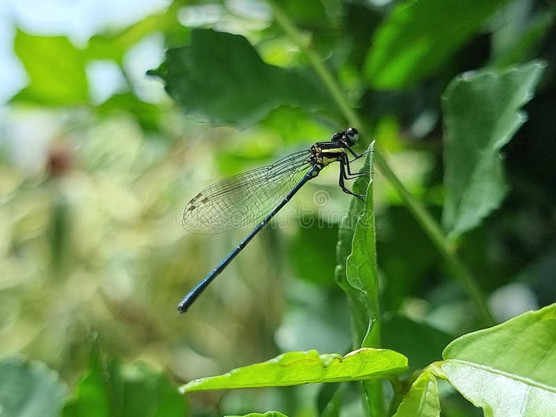 A Small Dragonfly is Standing on the Green Leaf Stock Image - Image of ...