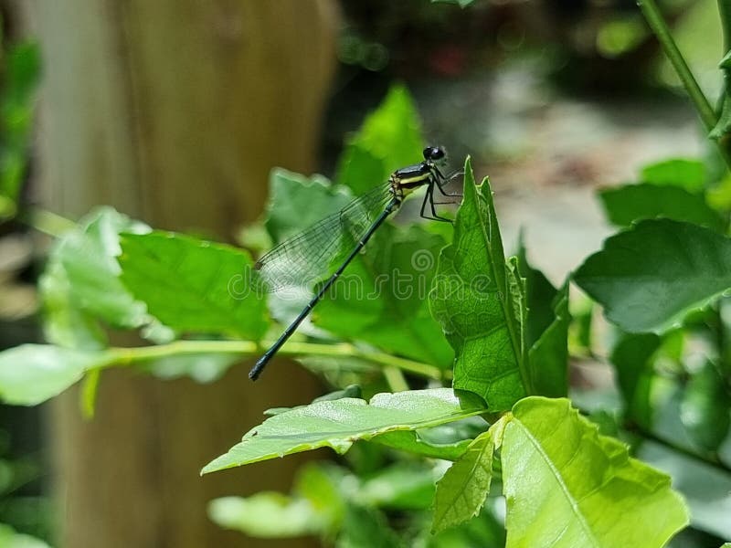 A Small Dragonfly is Standing on the Green Leaf Stock Image - Image of ...