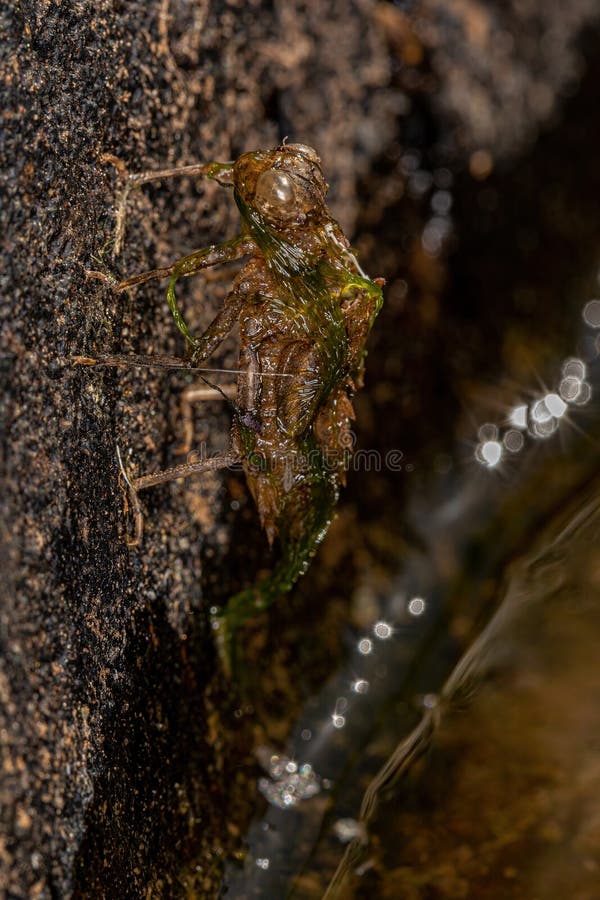 Small Dragonfy Insect Molt stock photo. Image of natural - 250655472