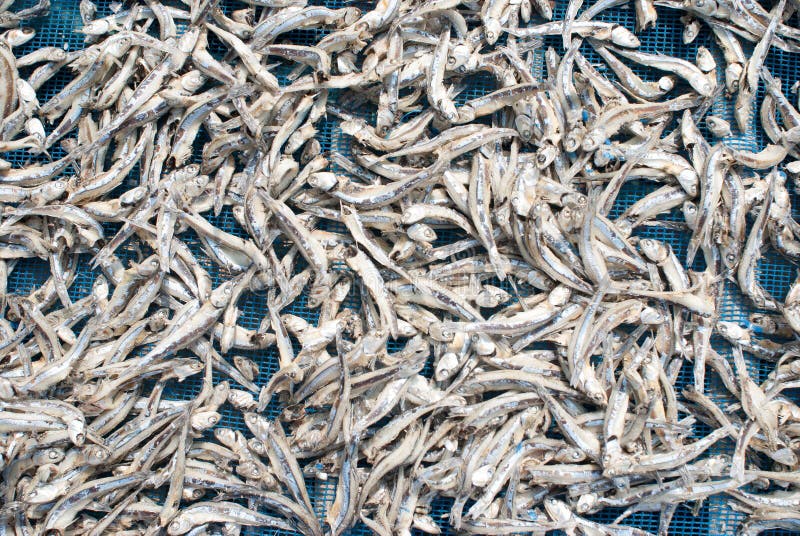 Small Can Anchovy Filets stock image. Image of small - 20189999