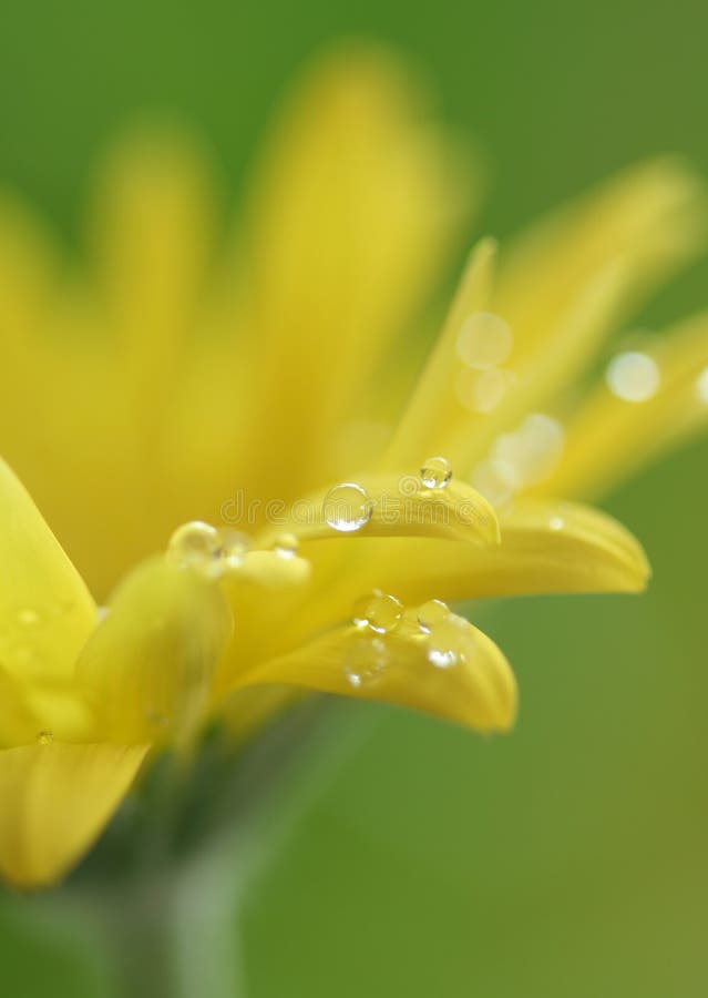 Small drop stock photo. Image of green, bright, color - 13365234