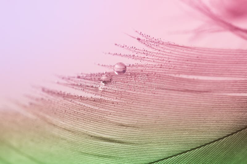 A Small Drop of Dew on a Bird`s Pie of a Multi-colored Color. Stock ...