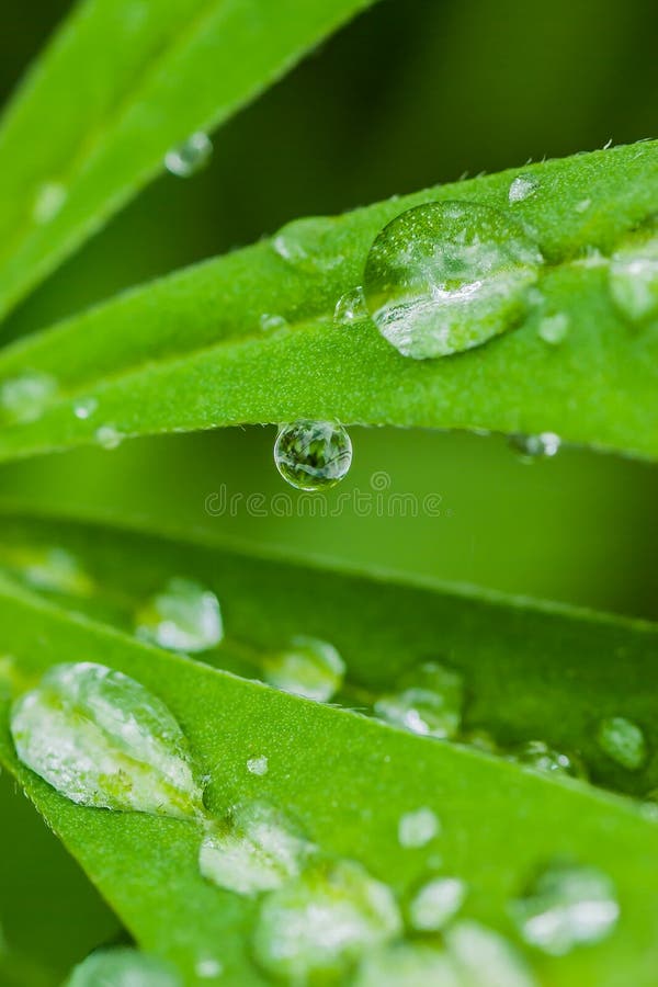 Small drop stock image. Image of beautiful, field, leaf - 51049001