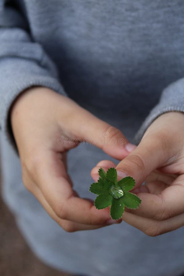 A small drop of life stock image. Image of fruit, leaf - 233184999