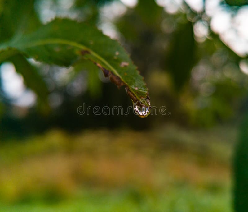 Small drop of morning dew stock photo. Image of green - 202204068
