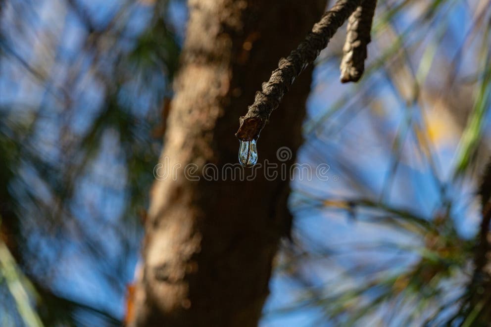 A Small Drop of Resin Hanging on a Branch. Stock Photo - Image of tree ...