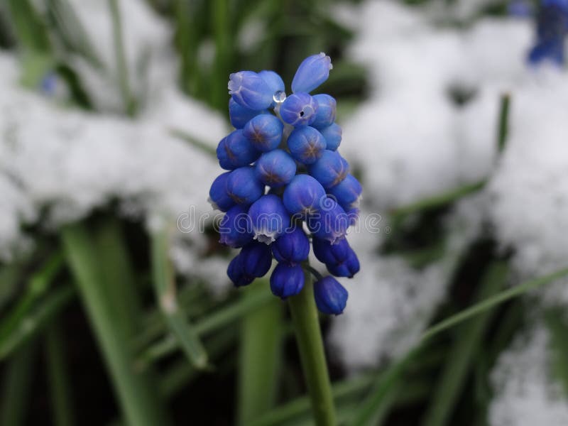 Small Drop of Water on the Flower Stock Image - Image of wildflower ...