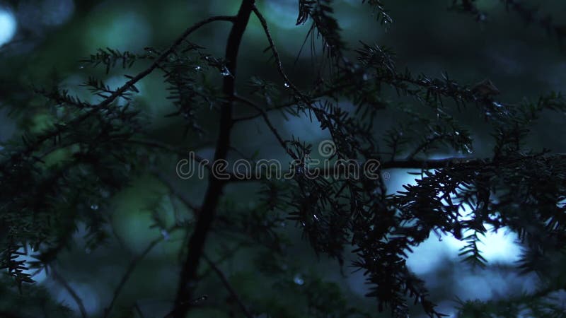 Small Droplets Continue To Fall from Branches after a Storm Stock ...