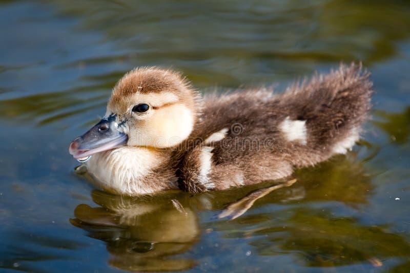 Small Duck stock image. Image of river, nature, stagnate - 11051219