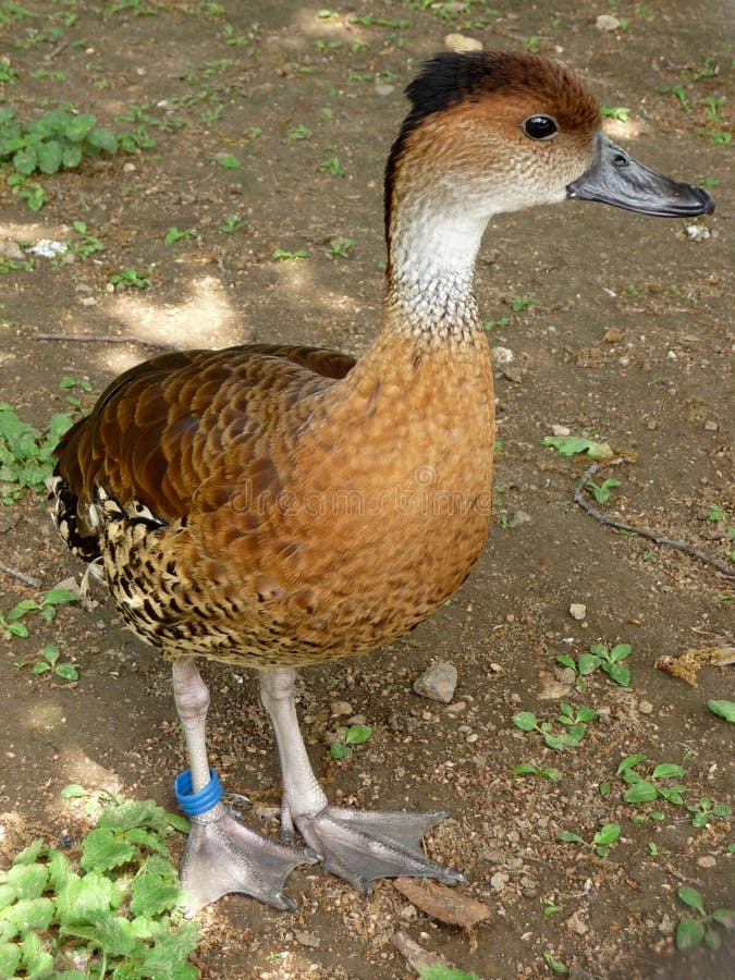 Small duck stock photo. Image of fauna, nice, cute, place - 16618660