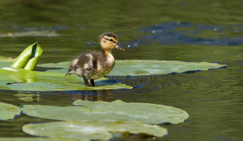 A small duck stock photo. Image of green, female, leaf - 23605912
