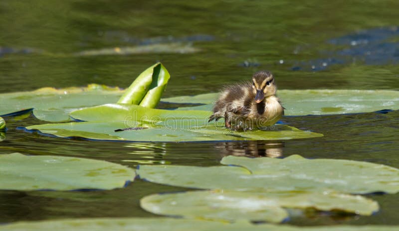 A small duck stock photo. Image of fowl, feral, vertebrate - 23605920