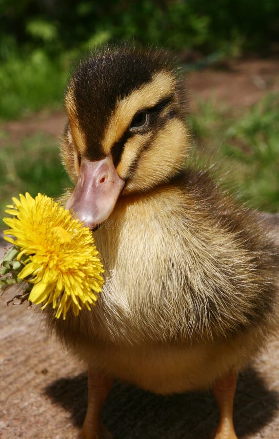 Small duck stock image. Image of duckling, fluffy, easter - 12438313