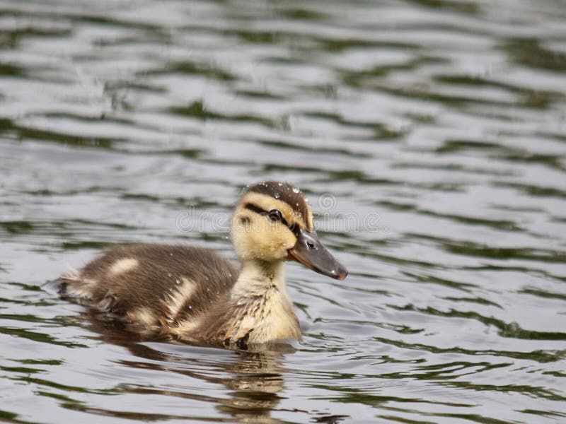 Small duck stock photo. Image of wild, ducks, bird, wildlife - 69891608