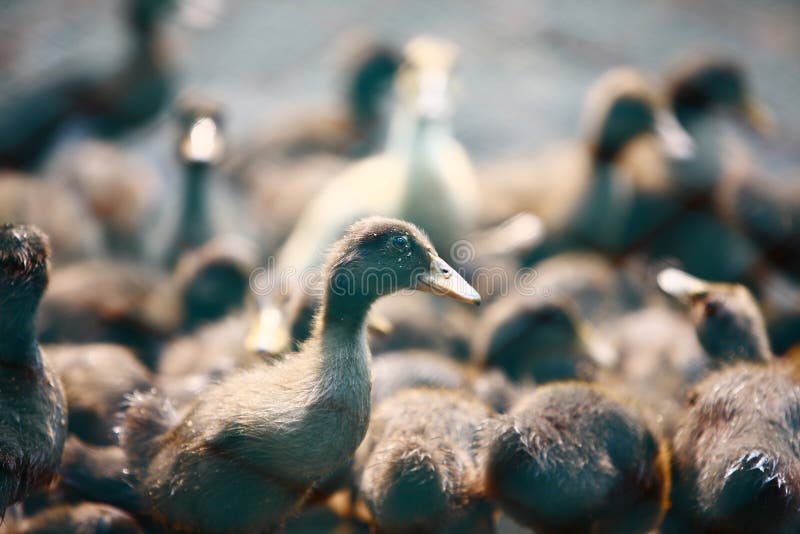 Small duck stock photo. Image of lone, space, bird, male - 30346844
