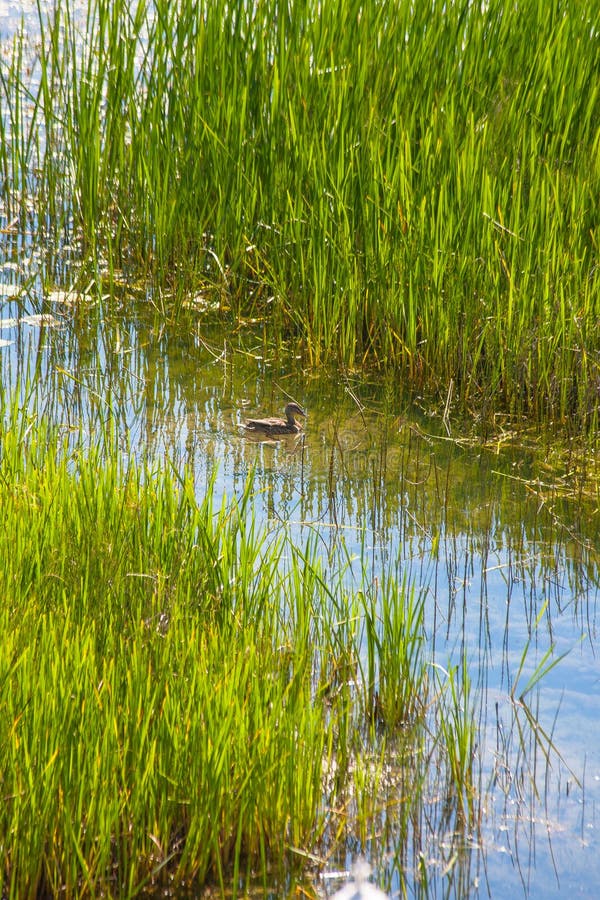 Small duck stock image. Image of reeds, grass, ducks - 43434539