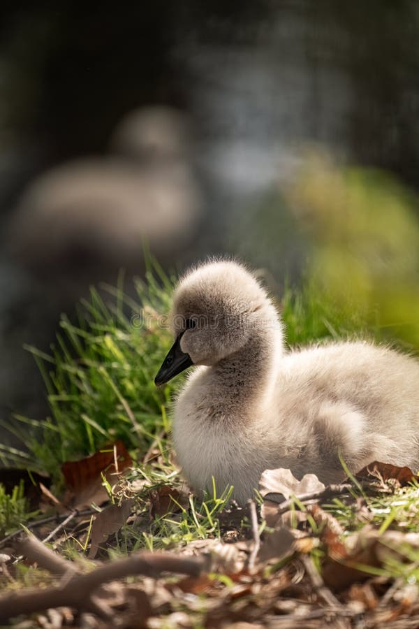 Small Duck Resting Outdoors Near Grass Stock Image - Image of park ...
