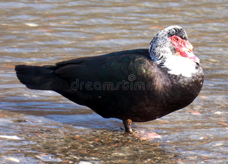 Duck stock photo. Image of duck, waterfowl, river, animal - 100350106