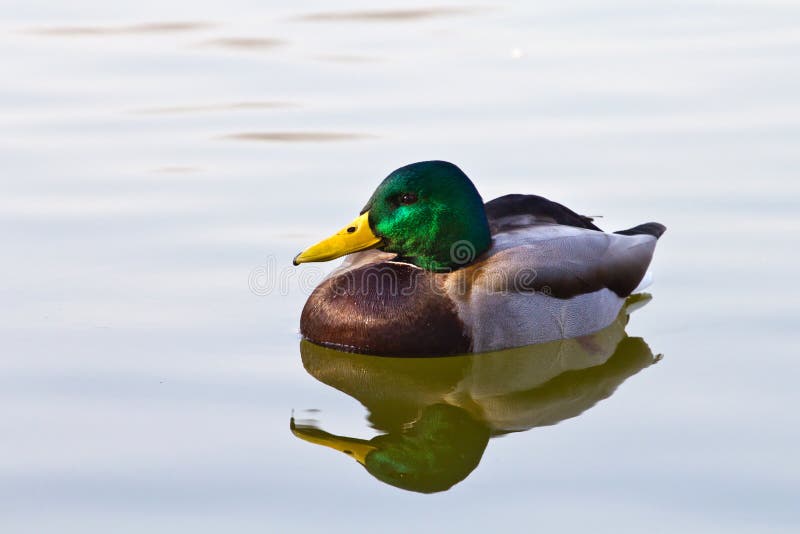 Small duck stock photo. Image of lone, space, bird, male - 30346844