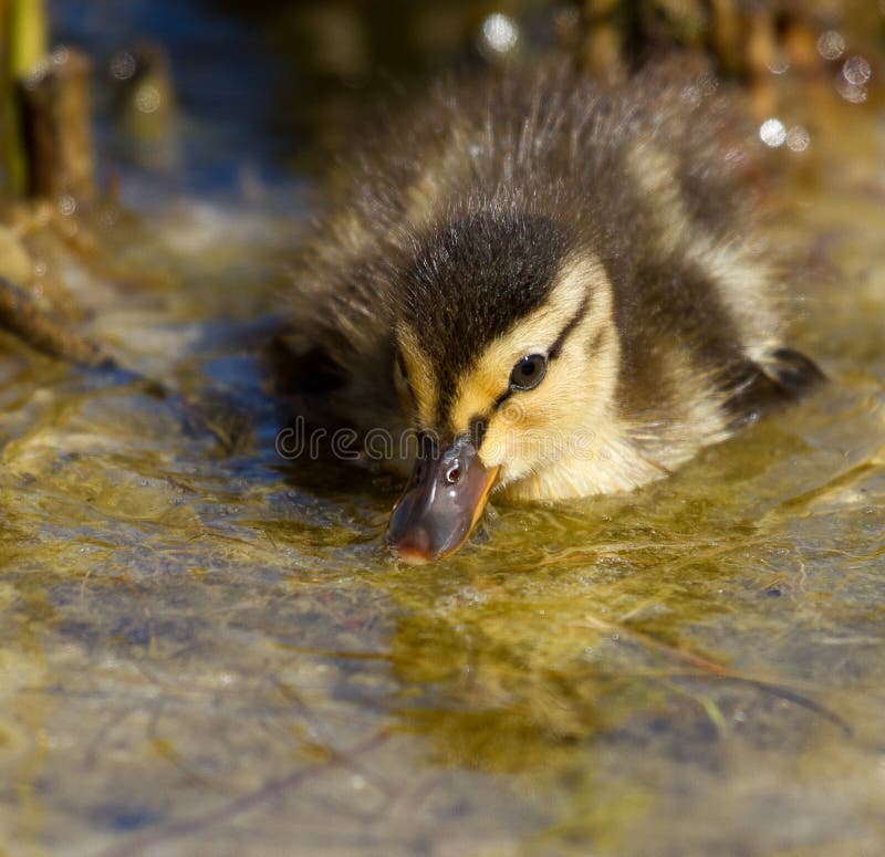 A small duck in the water stock image. Image of beak - 23720447