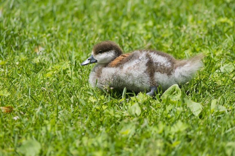 Small Duckling on Green Grass Stock Image - Image of wildlife, animal ...