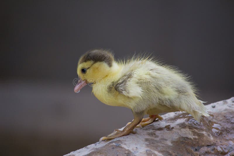 Small duckling stock photo. Image of beautiful, nature - 80717402
