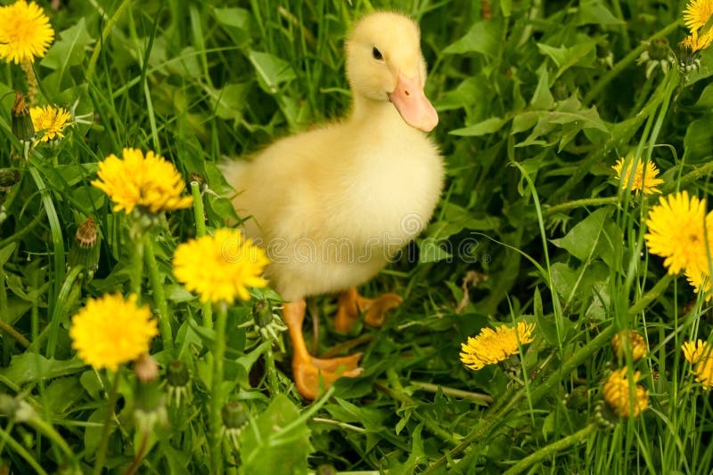 Small duckling stock image. Image of child, nature, closeup - 48855411