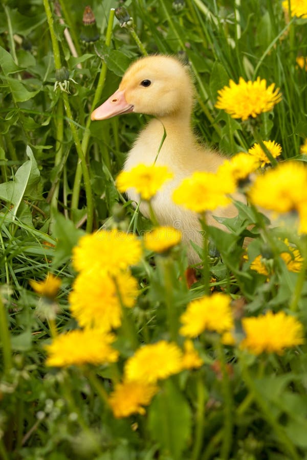 Small duckling stock image. Image of nature, meadow, outdoors - 49501683