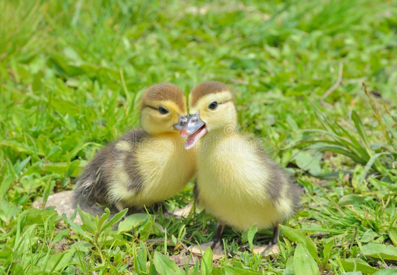 Small ducklings 6 stock photo. Image of close, baby - 105235960