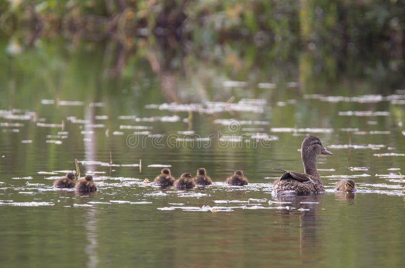 Small ducklings stock image. Image of swim, nature, mother - 55957651
