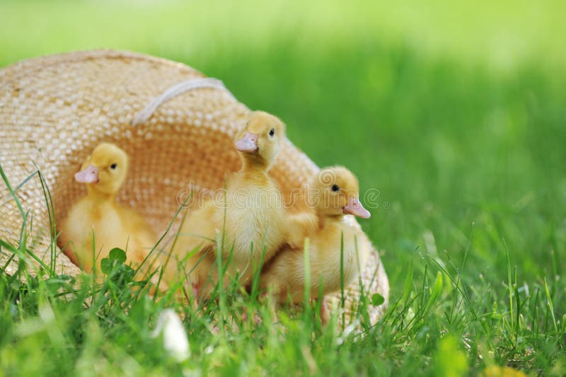 Small Ducklings Green Grass Stock Image - Image of animals, outdoors ...
