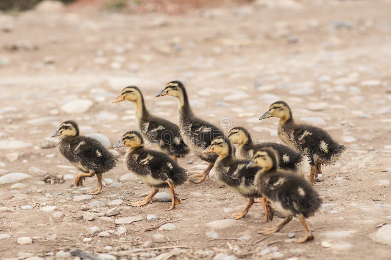 Small ducks stock image. Image of cute, yellow, field - 44558109