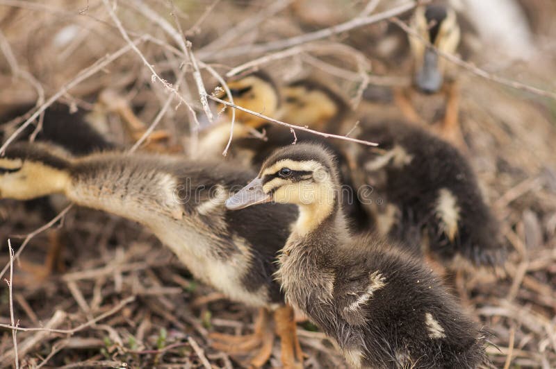 Small ducks stock image. Image of yellow, fluffy, grass - 44557945