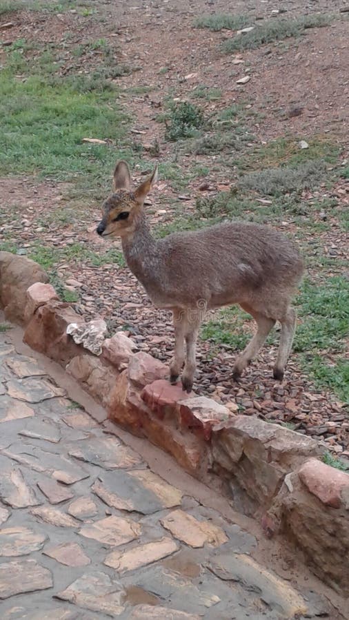Duiker Buck Stock Photos - Free & Royalty-Free Stock Photos from Dreamstime