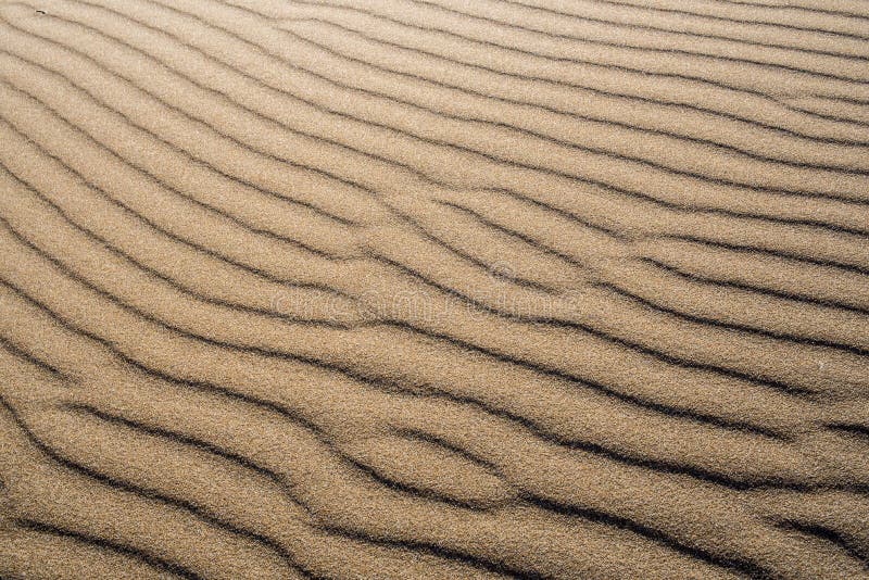 Small dunes on the beach stock photo. Image of small - 208946196