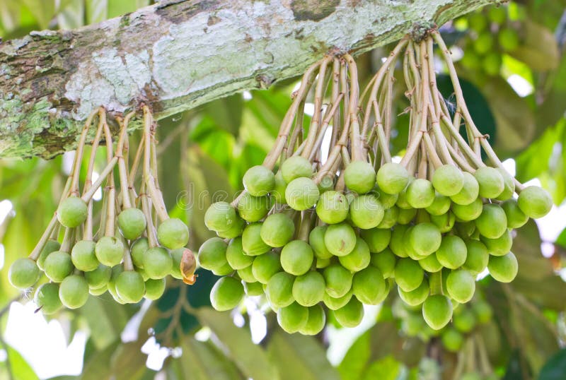 Small Durian Fruit. stock photo. Image of asian, harvest - 36579780