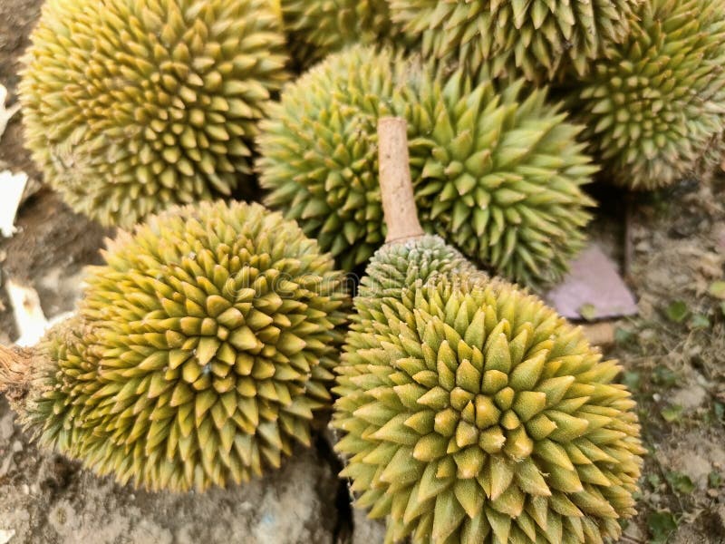 Small durian fruit stock photo. Image of yellow, delicious - 290915826