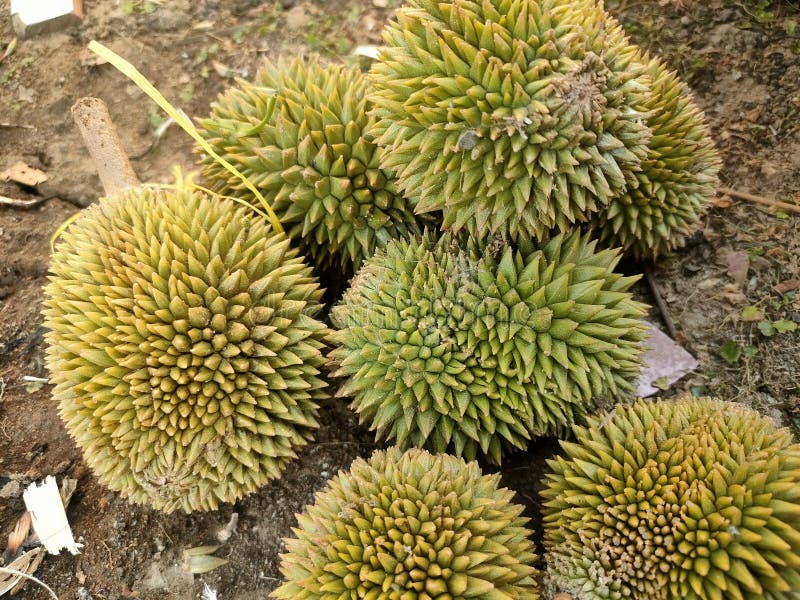 Small durian fruit stock image. Image of garden, thorns - 290915877