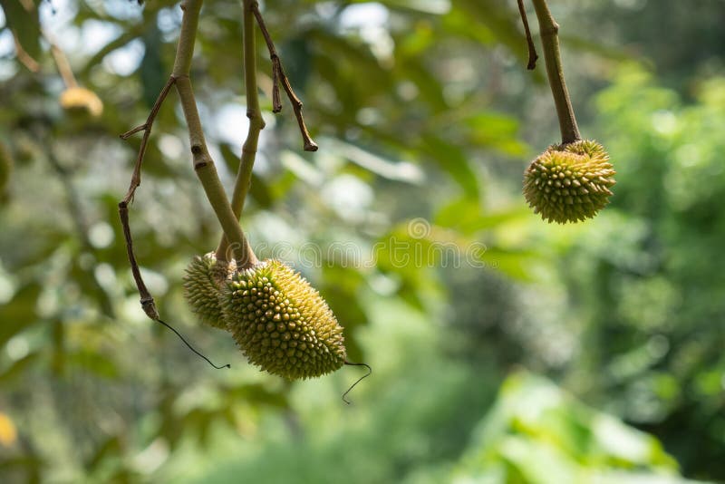 Small durian in the garden stock photo. Image of background - 118797600